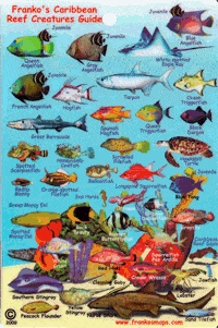 Caribbean Reef Creatures ID Card (Sm/Franko) - VItraders.com