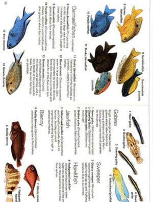 Waterproof Pocket Guide - Corals & Fishes Florida, Bahamas & Caribbean