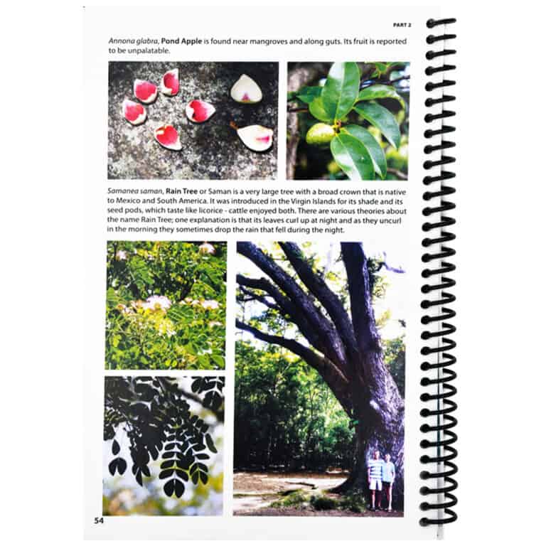 Learning about Trees and Plants (of St. John, USVI)
